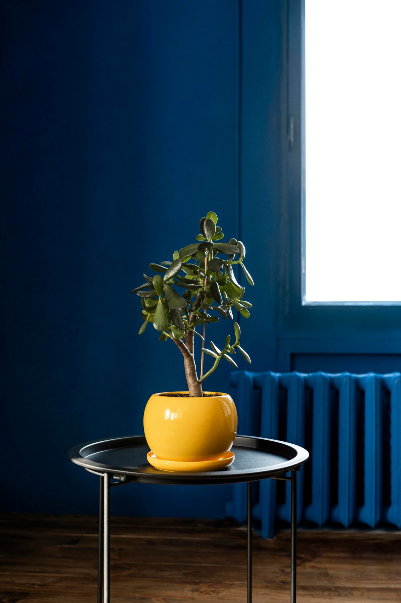 Le jaune citron comme couleur phare en 2026
